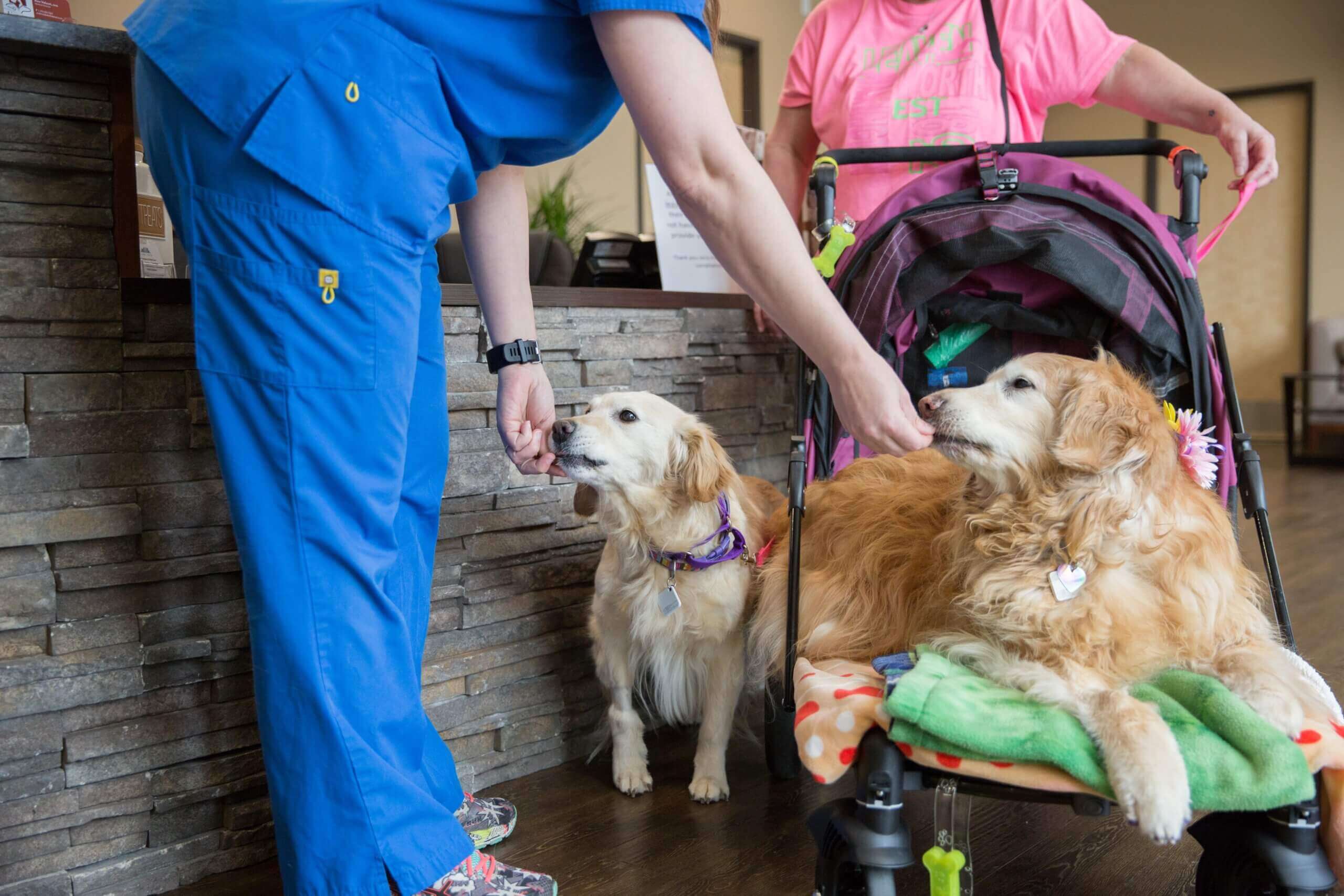 How to Know If Your Pet Needs More Exercise - Encanto Pet Clinic