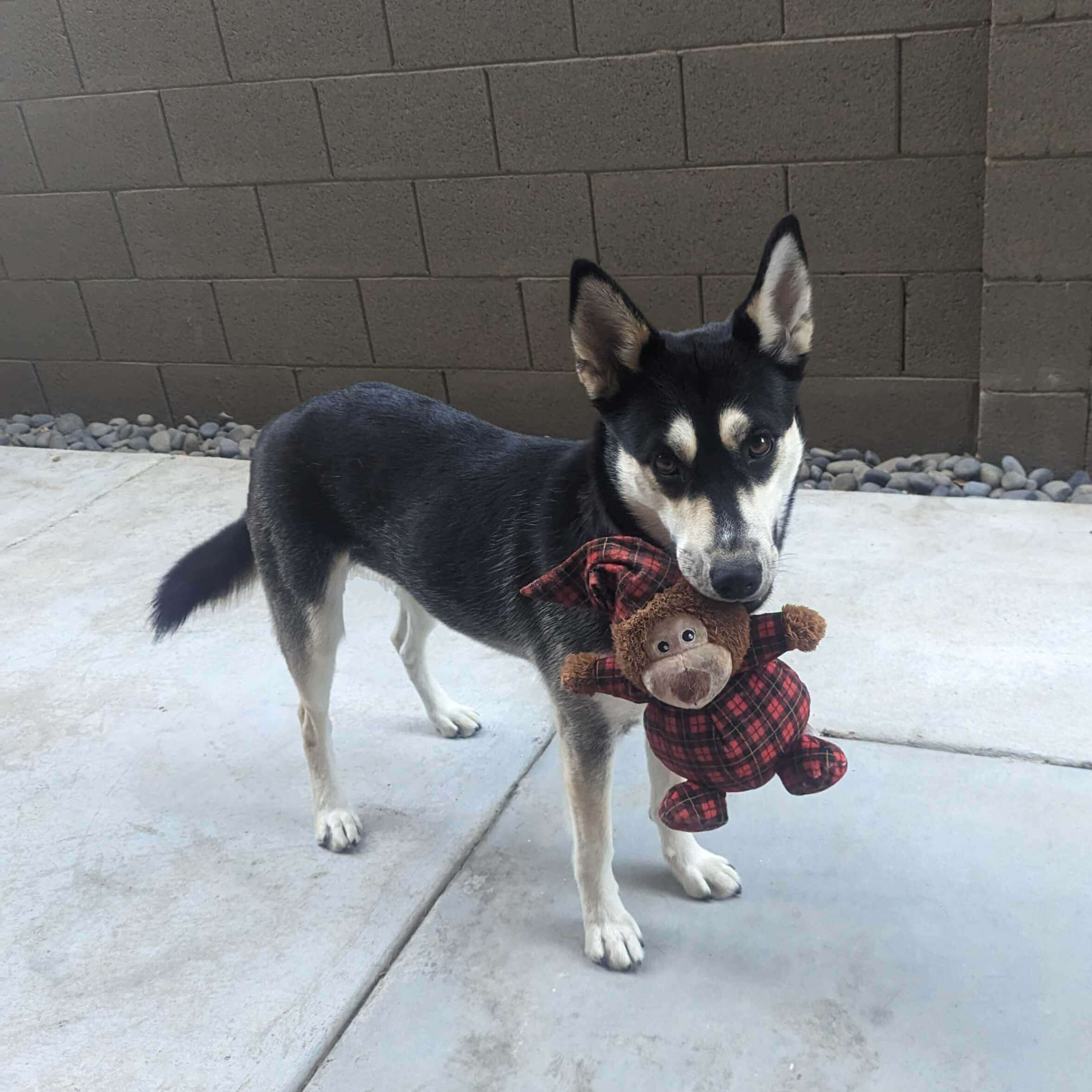 Sick Animals | Encanto Pet Clinic